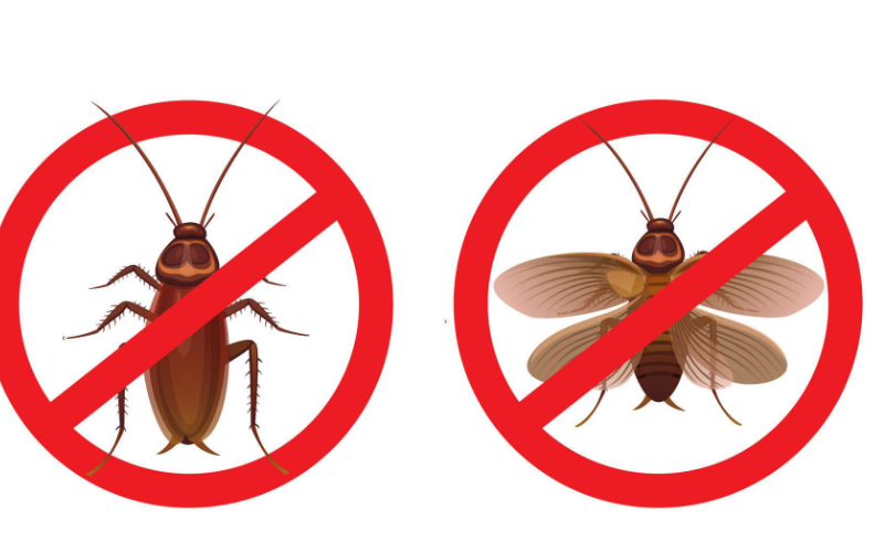 How I Stopped Mice, Cockroaches And Ants At Home Using A Simple ...